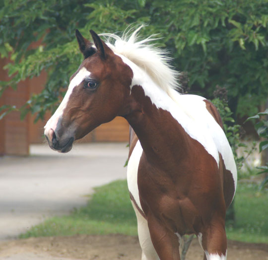 SIMARRON FARM élevage de paint horse.