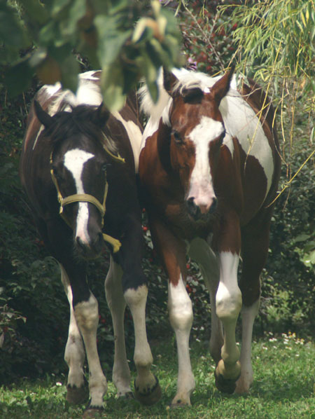 SIMARRON FARM élevage de paint horse.